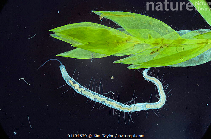 Stock photo of Freshwater worm {Stylaria sp} and young worms. Available ...