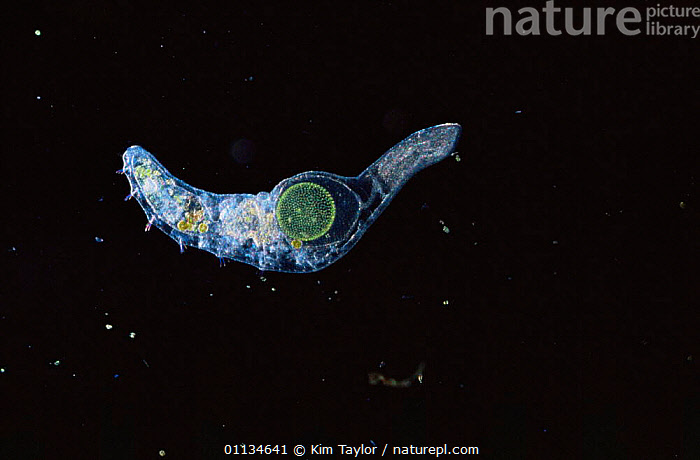 Stock photo of Freshwater worm chaetogaster {Annelida naiadae ...