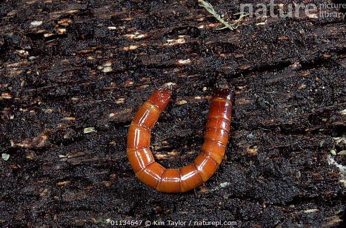 Stock photo of Wire worm, larva of Click beetle {Agriotes sp ...