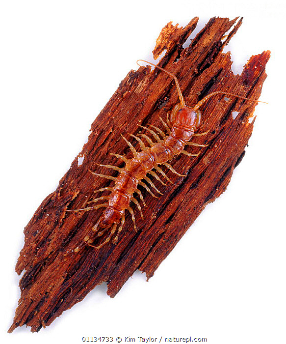 Stock photo of Centipede (Lithobius variegatus) UK. Available for sale ...