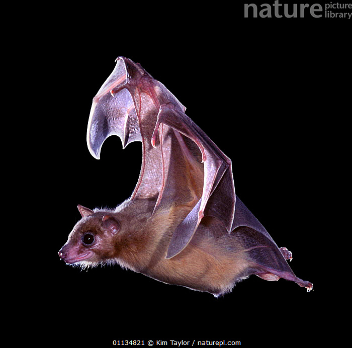 Stock photo of Egyptian rousette fruit bat (Rousettus aegyptiacus) in ...