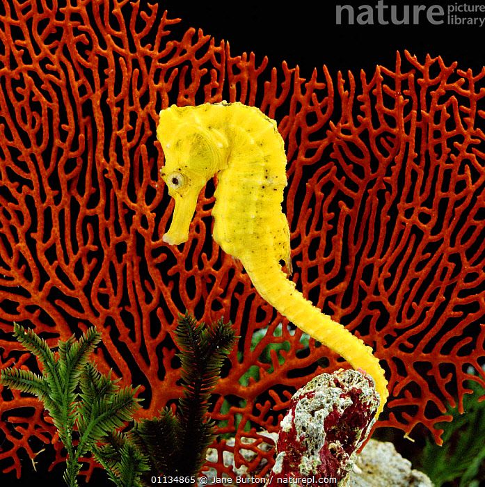 Stock photo of Golden seahorse {Hippocampus kuda} portraits. Captive ...