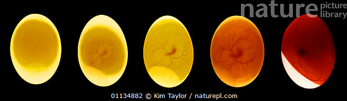 Stock photo of Digital composite - Rock dove / Feral pigeon {Columba ...