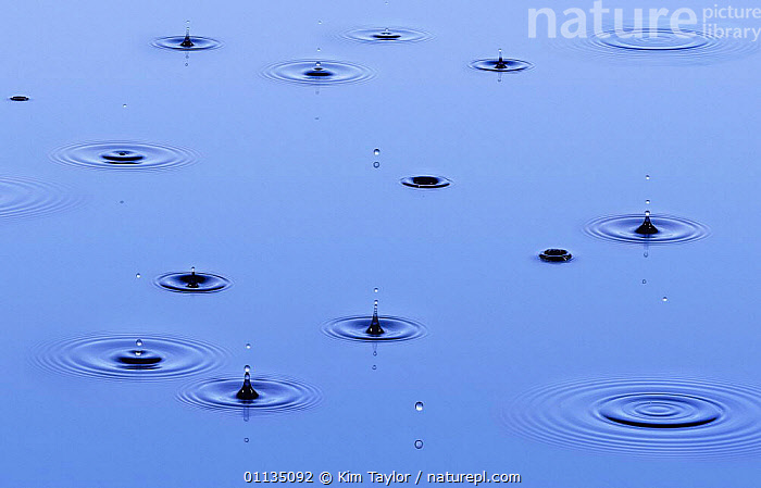Stock photo of Raindrops falling into still water.. Available for sale ...