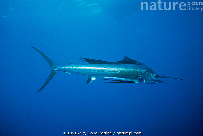 Stock photo of Atlantic sailfish {Istiophorus albicans}. Available for ...