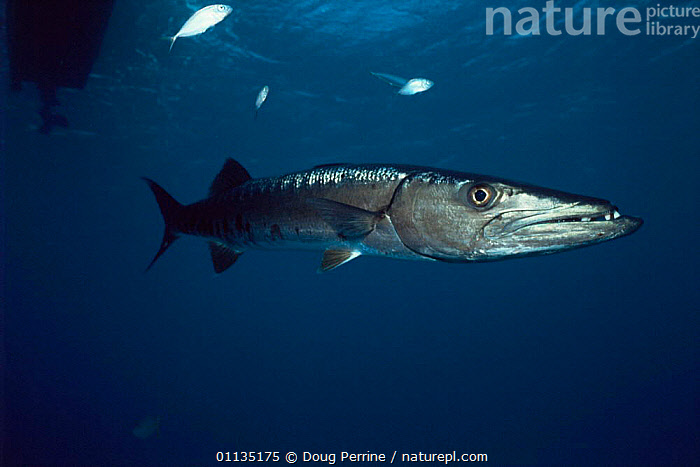 Stock photo of Great barracuda {Sphyraena barracuda} Atlantic ...