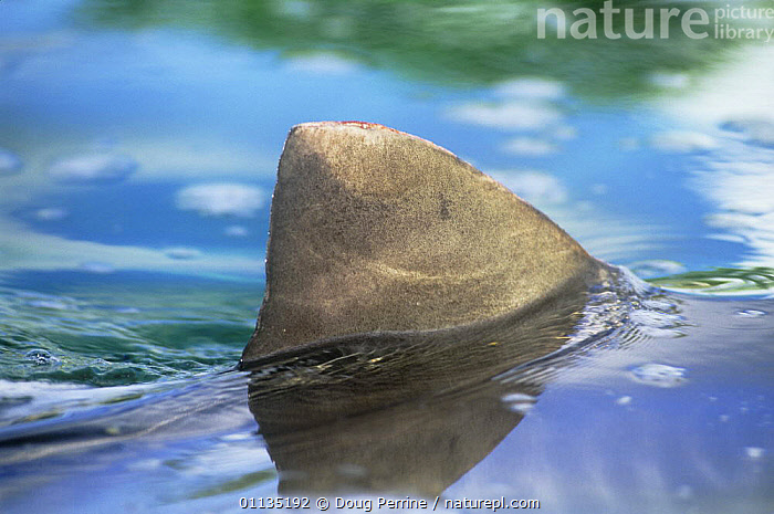 Stock photo of Dorsal fin of a Tiger shark {Galeocerdo cuvieri} at ...