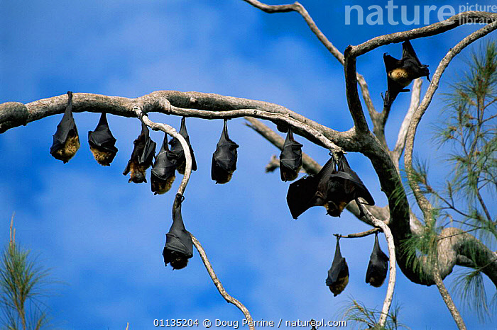 Stock photo of Flying foxes / Fruit bats {Pteropus sp} roosting in tree ...