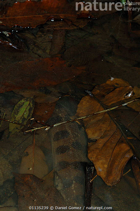 Stock photo of Camouflaged Anaconda {Eunectes murinus} in the water ...