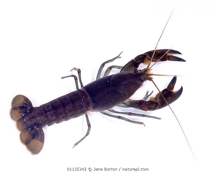 Stock photo of Crayfish (Cherax quinquecarinatus) Western Australia ...