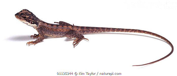Stock photo of Juvenile Water Dragon / Gilbert's dragon lizard ...