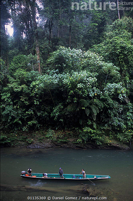 Stock photo of Traditional longboat on the Belalong river. Sultanate of ...