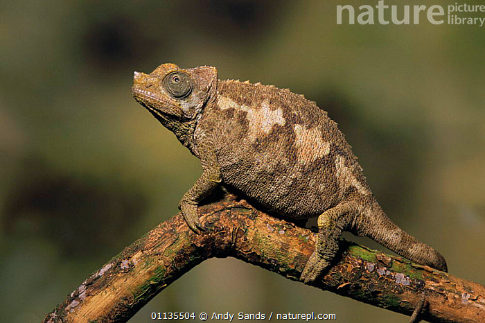 Female Jackson Chameleon