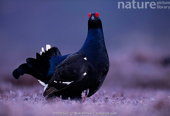 Stock photo of Black grouse {Tetrao tetrix} male alert portrait ...