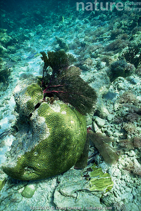 Stock photo of Brain coral broken off and rolled over by hurricane ...