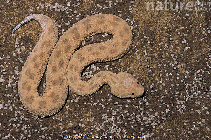 Stock photo of Sand viper {Cerastes vipera} captive. Available for sale ...