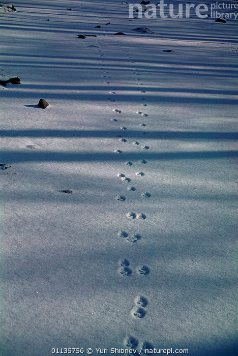 Stock photo of Footprints of Red fox {Vulpes vulpes} and shadows of ...
