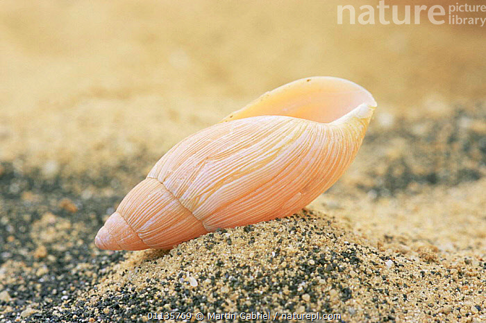 Stock photo of Rosy wolf snail shell in sand {Euglandia rosea} from Hawaii. Available for sale ...