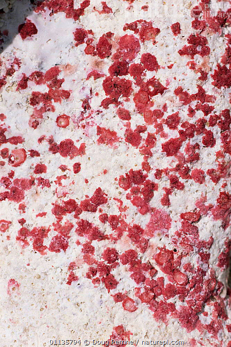Stock photo of Red foraminifera {Homotrema rubrum} on sandy beach ...