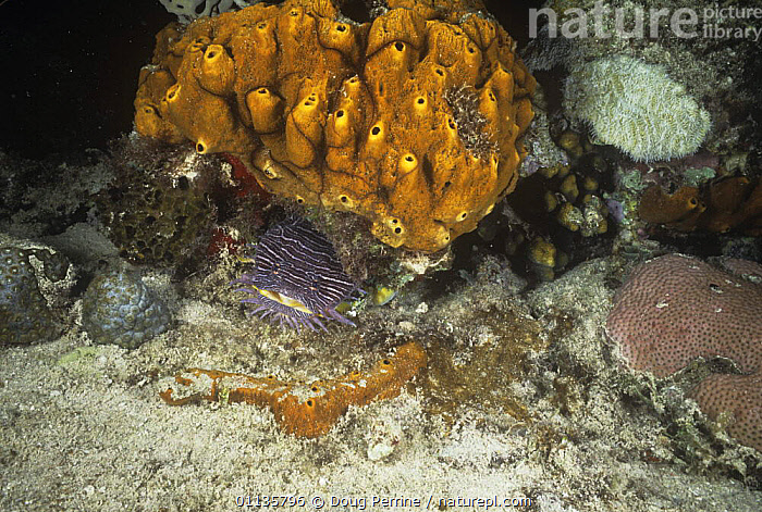 Stock photo of Splendid toadfish {Sanopus splendidus} on coral reef ...