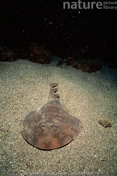 Stock photo of Lesser electric ray {Narcine brasiliensis} Caribbean ...