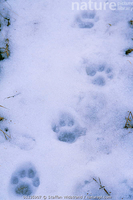 Stock photo of Lynx footprints in snow {Lynx lynx} Latvia. Available ...