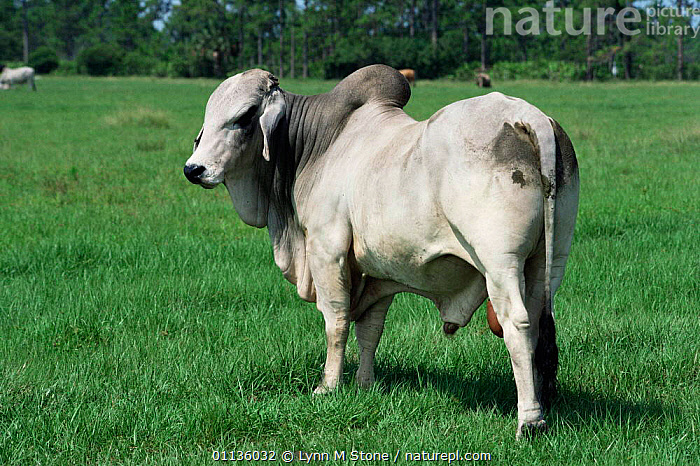Stock photo of Brahman bull {Bos taurus}. Available for sale on www ...