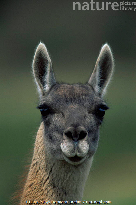Stock photo of Guanaco head portrait {Lama guanicoe} Torres del Paine ...