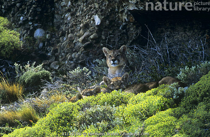 Stock photo of Wild Puma {Felis concolor} watching over resting family ...