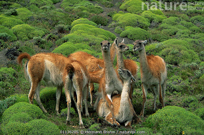 Stock photo of Guanaco attempting to mount female {Lama guanicoe ...