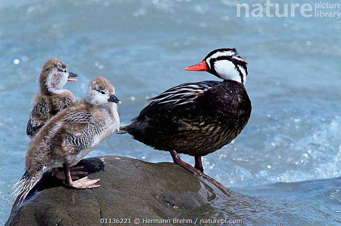 Stock photo of Torrent duck male with chicks {Merganella armata} Torres ...