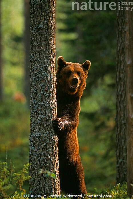 Stock photo of European Brown bear standing against tree {Ursus arctos ...
