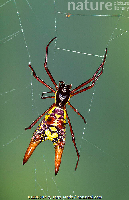 Stock photo of Arrow-shaped orbweaver spider {Microthena brevipes ...