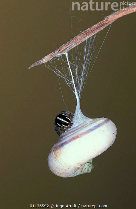 Stock photo of Jumping spider uses snail shell for shelter, attaches it ...