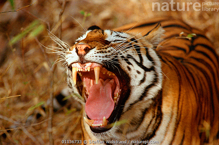 Tiger Yawning
