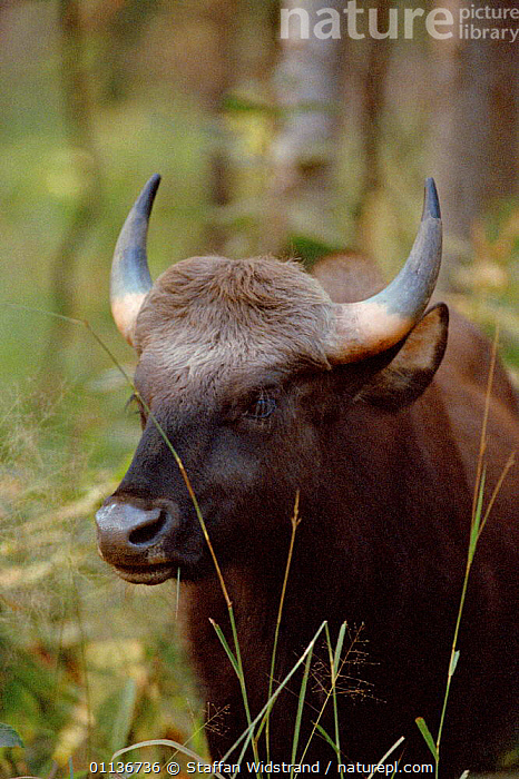 Stock photo of Gaur ox {Bos gaurus} Kanha NP. India.. Available for ...