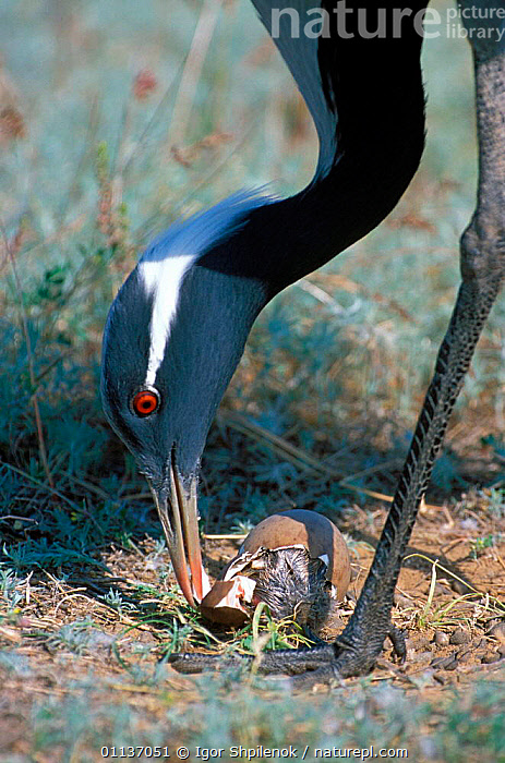 Stock photo of Demoiselle crane eats egg shell after chicks hatch ...