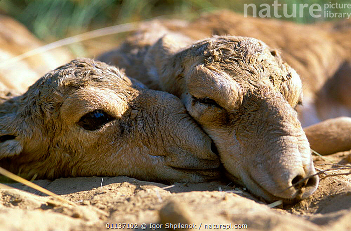 Stock photo of Two newborn Saiga {Saiga tatarica} calves resting ...