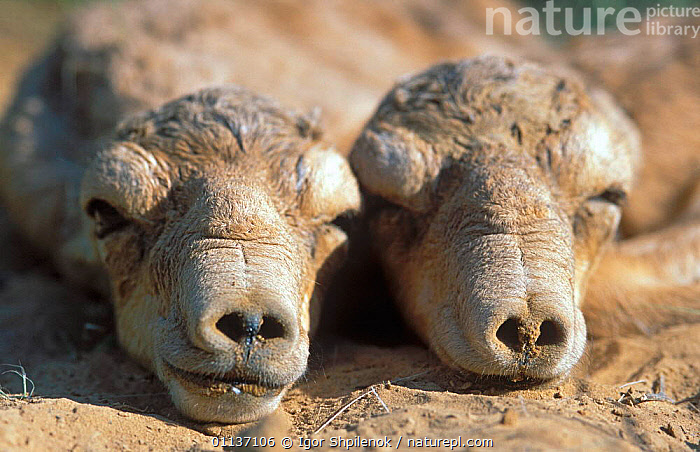 Stock photo of Two newborn Saiga {Saiga tatarica} calves resting ...