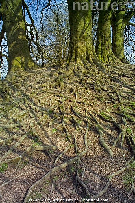 Stock photo of Exposed roots of European Beech tree (Fagus sylvatica ...