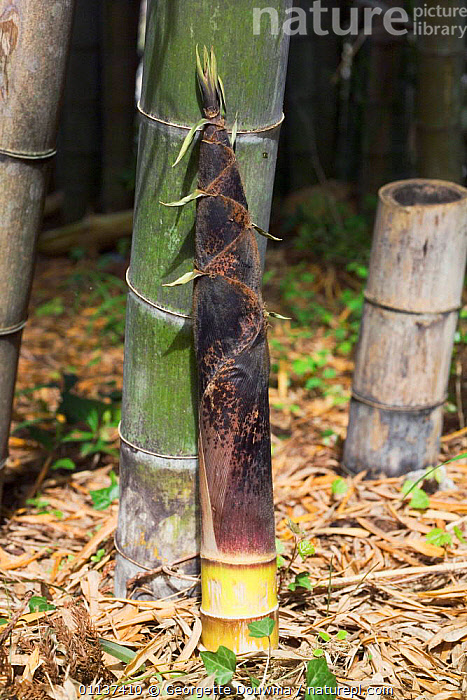 Stock photo of Bamboo shoot, Japan. A sought after delicacy.. Available ...