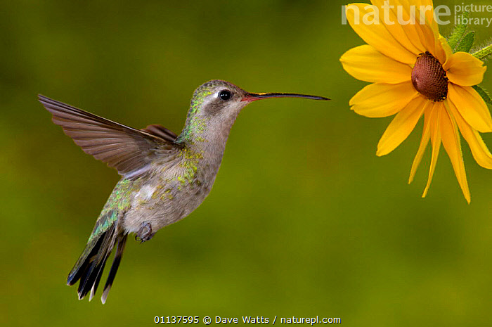 Stock photo of Broad-billed Hummingbird {Cyanthus latirostris} female ...