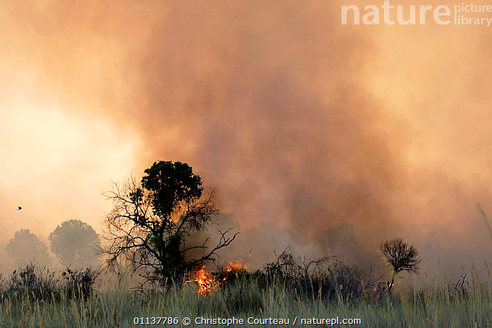 Stock photo of Anaerobic Combustion - Natural bush fire caused by ...