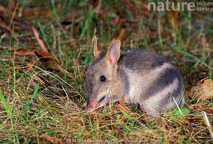 Stock photo of Gunn's / Eastern-barred Bandicoot {Perameles gunnii ...