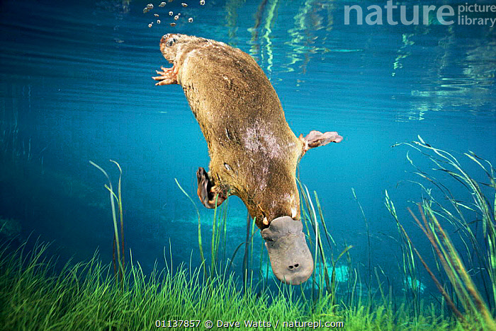 Stock photo of Platypus {Ornithorhynchus anatinus} swimming underwater ...