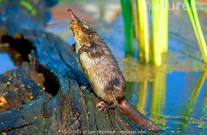 Stock photo of Desman {Desmana moschata} smelling, Bryansky Les ...