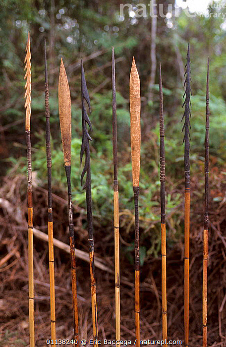 Stock photo of Typical Papuan arrows used by Korowai people, Western ...
