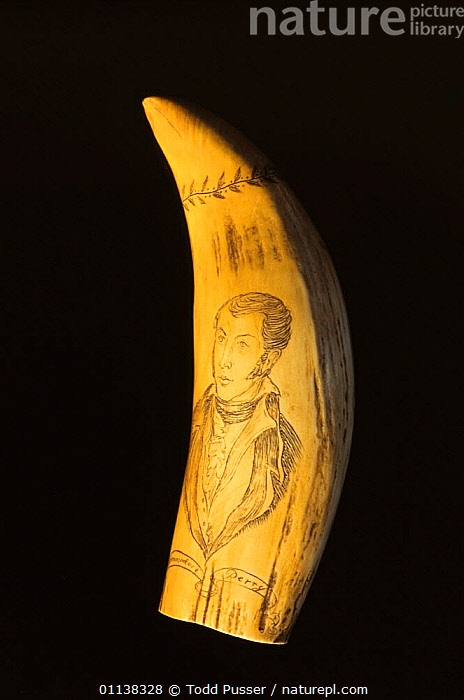Stock photo of Carved and decorated Sperm whale tooth {Physeter ...
