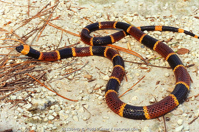 Stock photo of Eastern coral snake {Micrurus fulvius}, Florida, USA ...