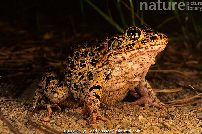 Stock photo of Florida gopher frog {Rana areolata aesopus} Florida, USA ...